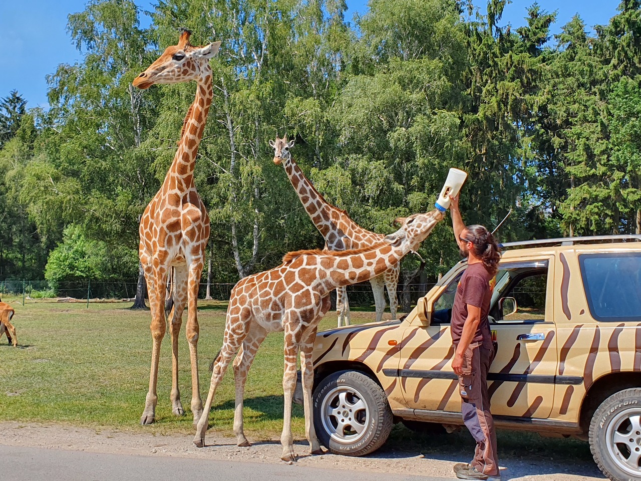 Der Serengeti-Park Hodenhagen bei Nacht: Auf Safari im Stück Afrika in ...